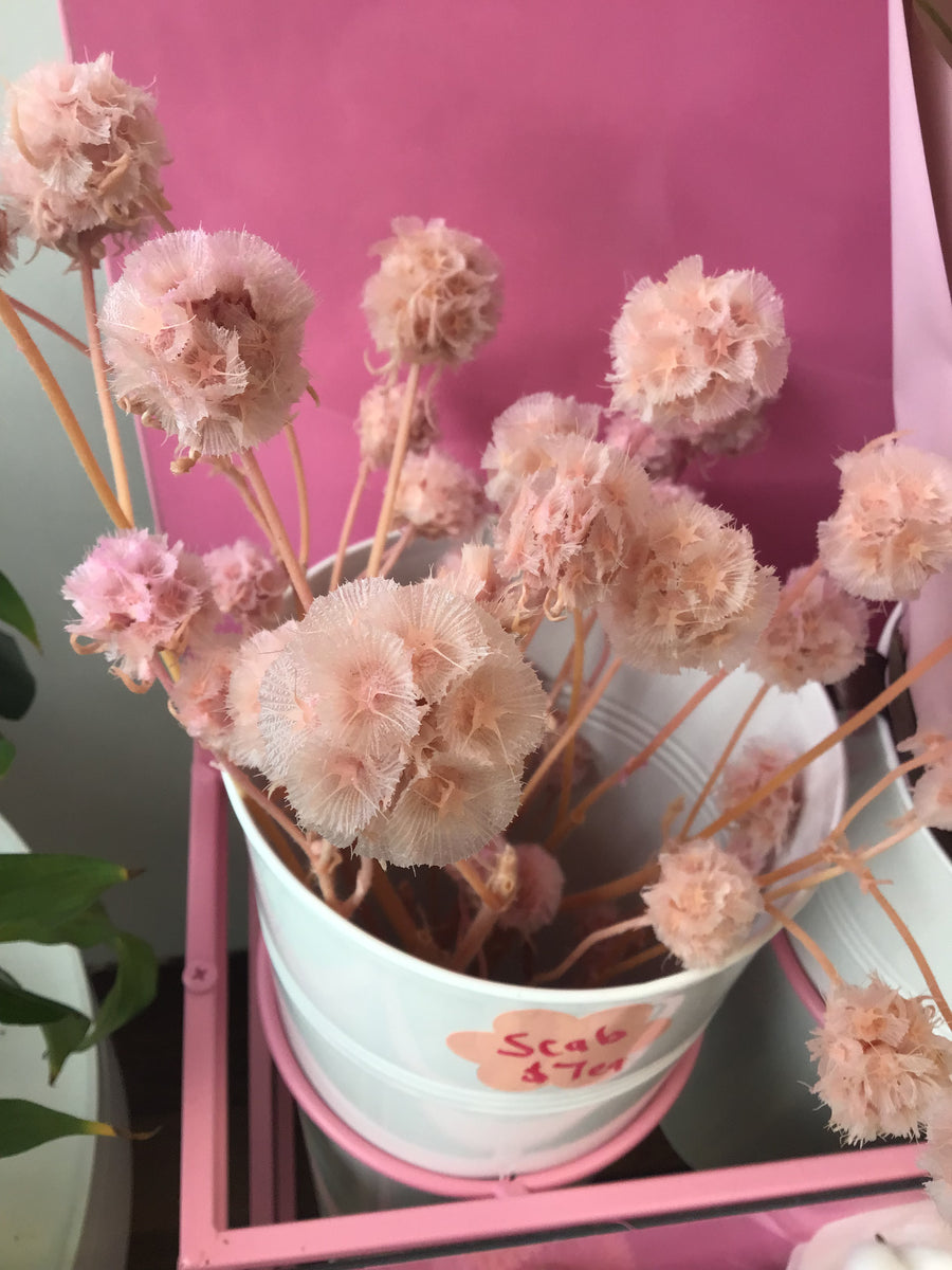 Scab – This Little Cakery